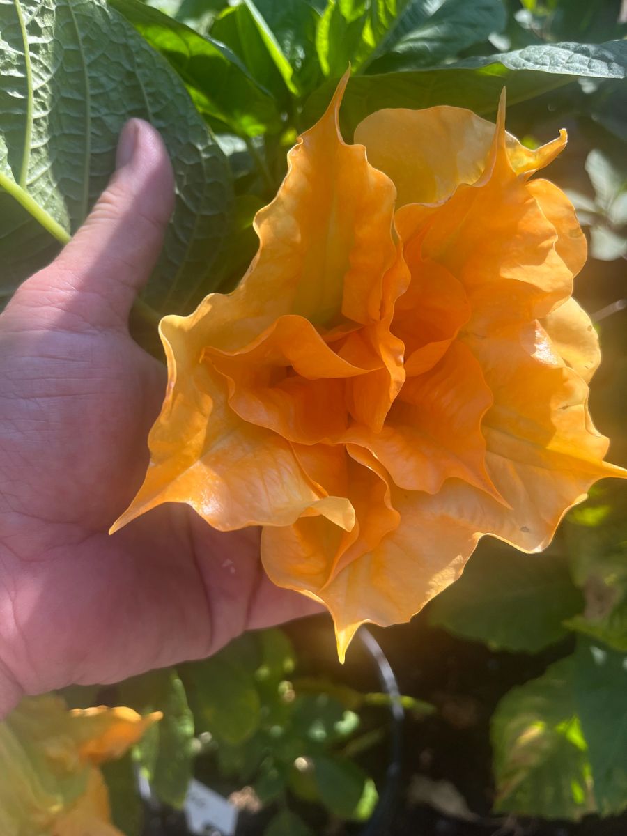 C Craig Coleman (CCC)