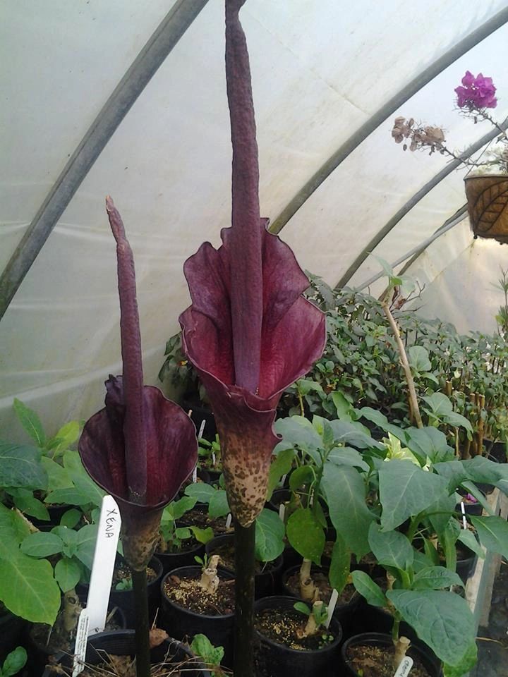 How To Grow And Care For Voodoo Lily | atelier-yuwa.ciao.jp