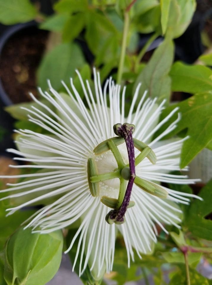 Passiflora Snow Queen