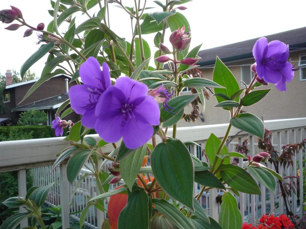 Tibouchina urvilleana, Princess flower