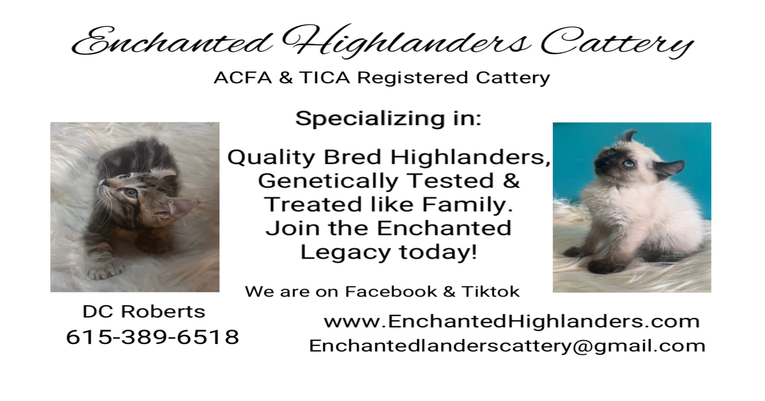 Highlander Cattery - Home of Enchanted Highlander Cats