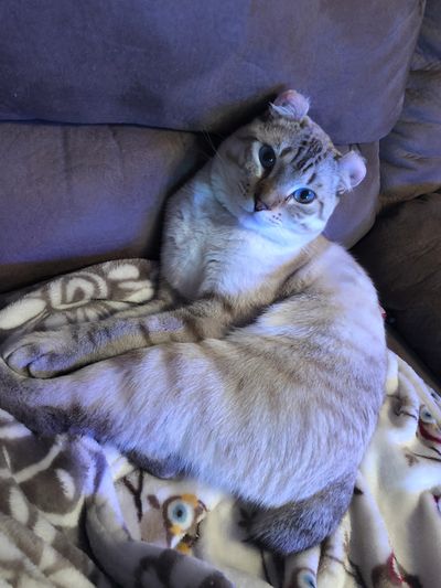 Highlander Care Info | Enchanted Highlander