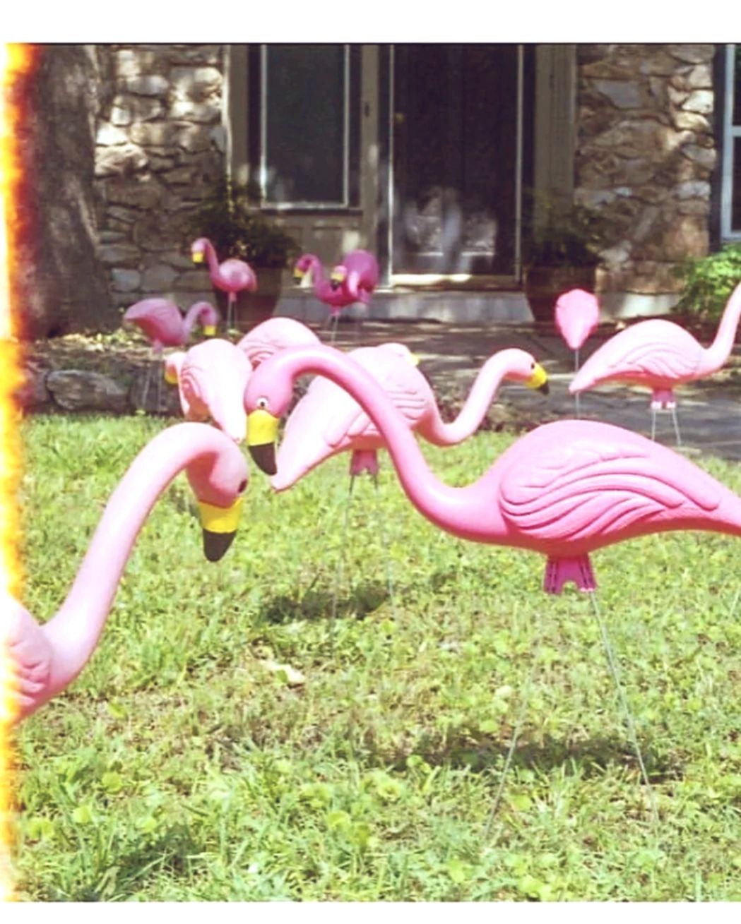 Get Flocked