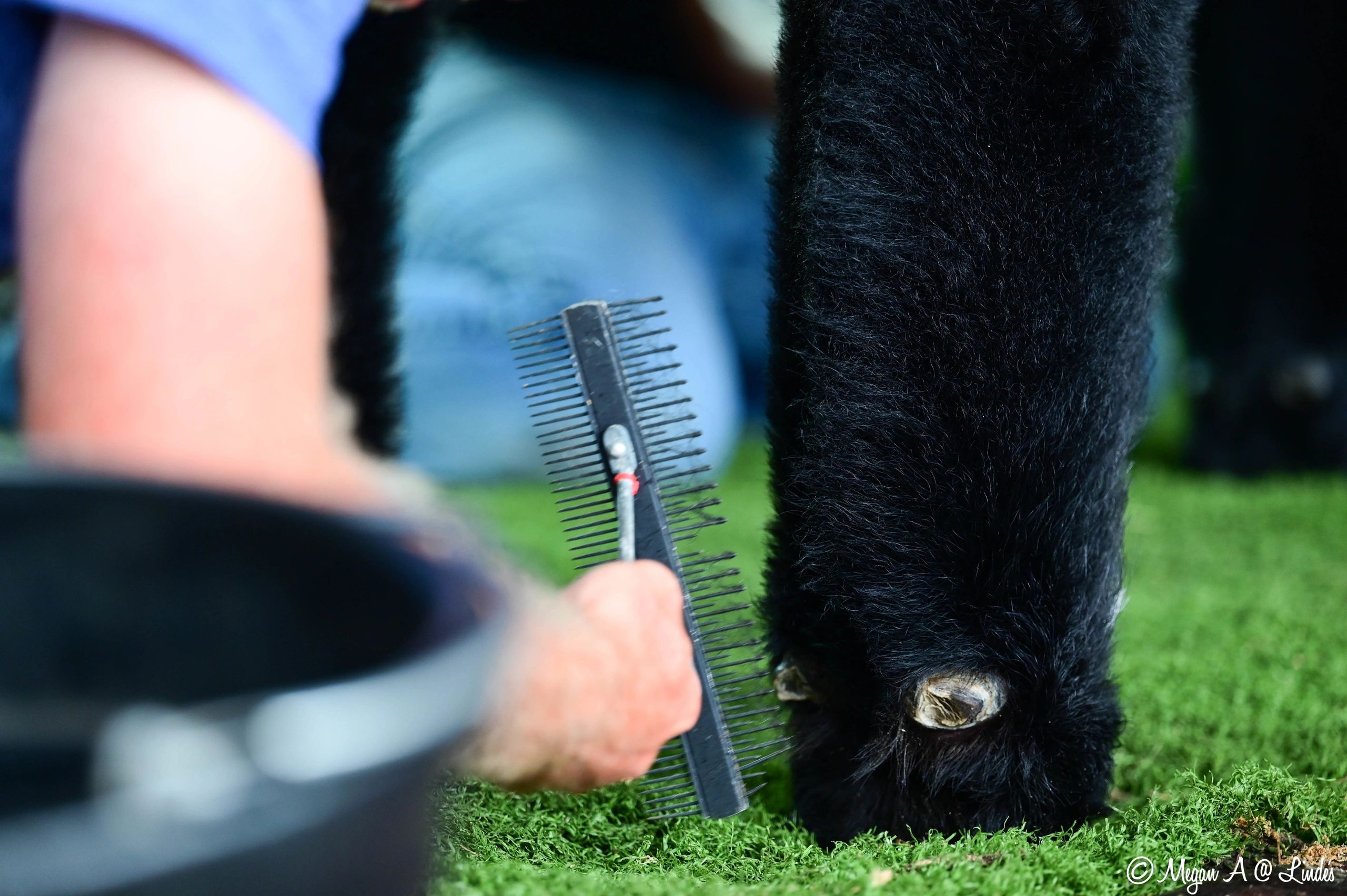 Buy Livestock Hair Growth Supplements - Feed Store