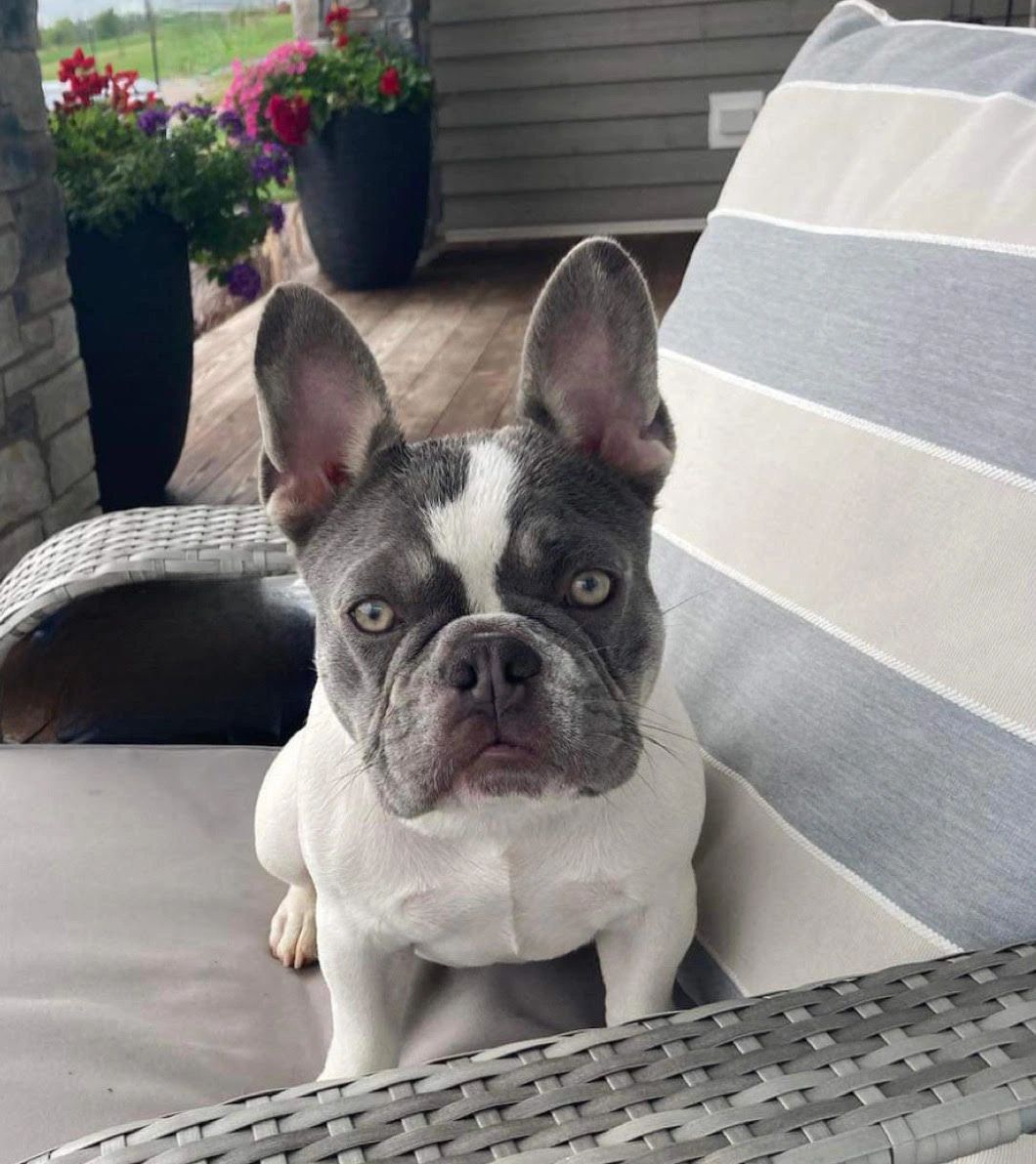 Scotia’s Finest Frenchies