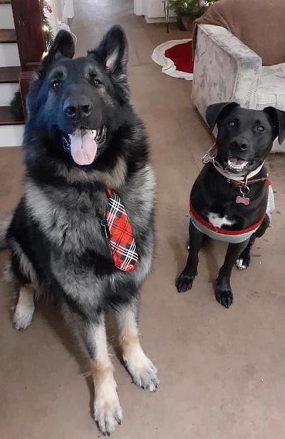 Odin | THE AMERICAN KING SHEPHERD CLUB INTERNATIONAL