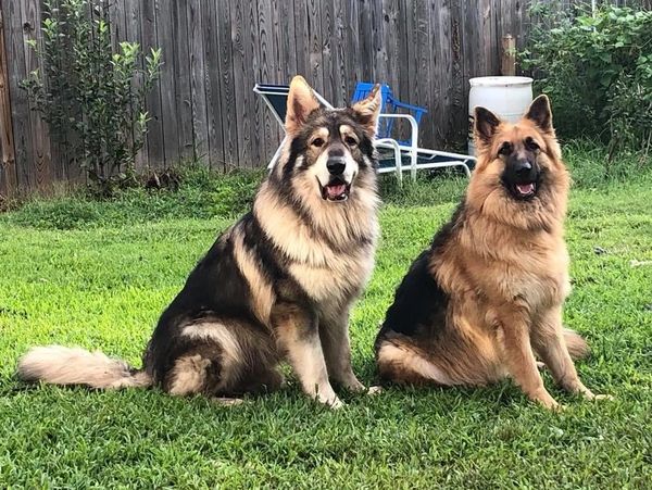 THE AMERICAN KING SHEPHERD CLUB INTERNATIONAL