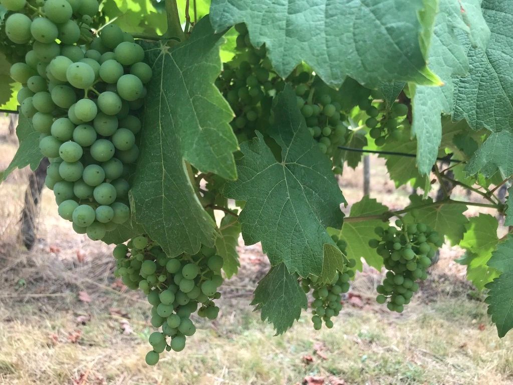 5th Sunday of Easter: The Christ Vine