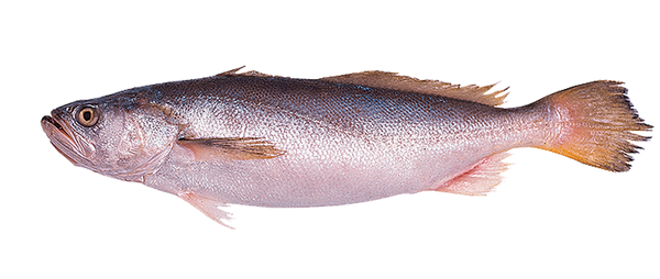 BANGAMARY | Canadian Atlantic Seafood Imports Inc.