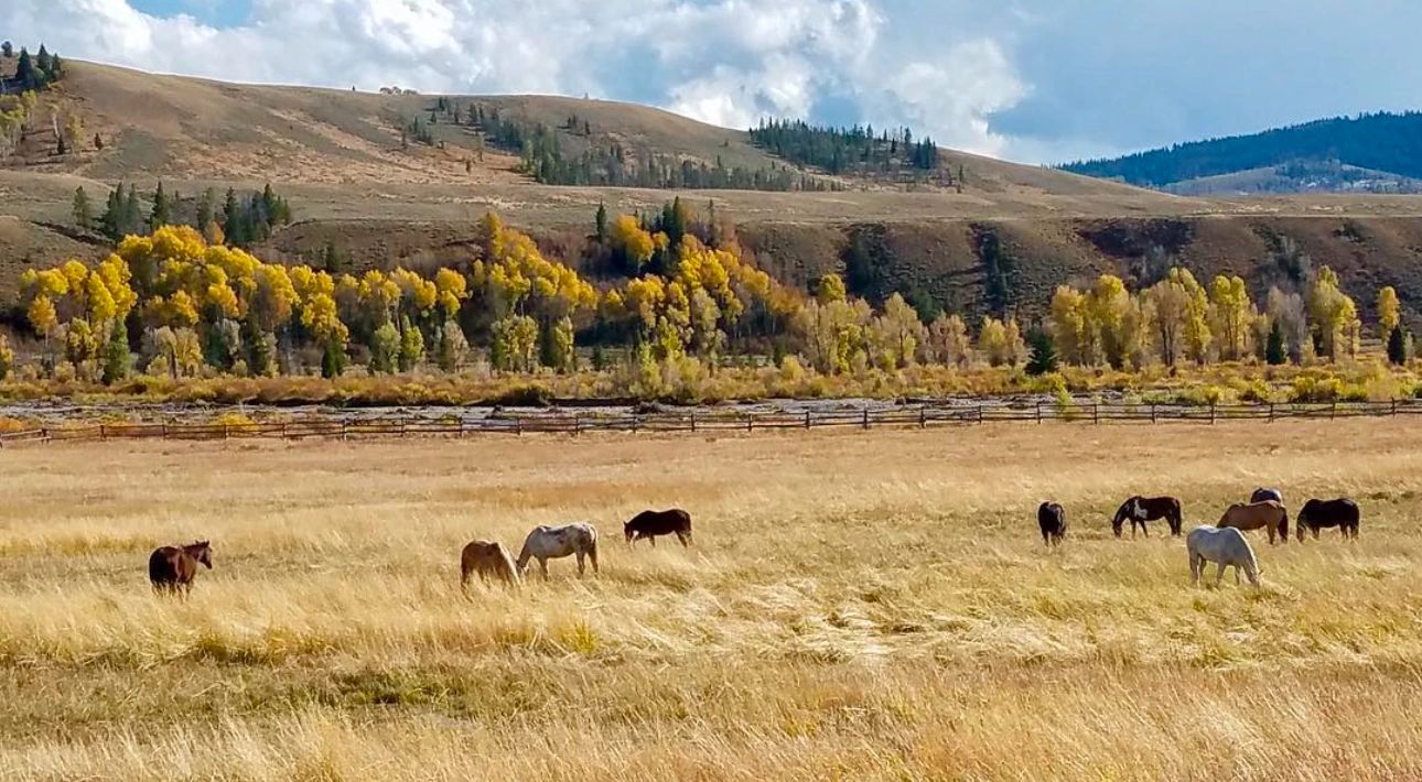 Elk Track Ranch: Your Dream Guest Ranch For Sale