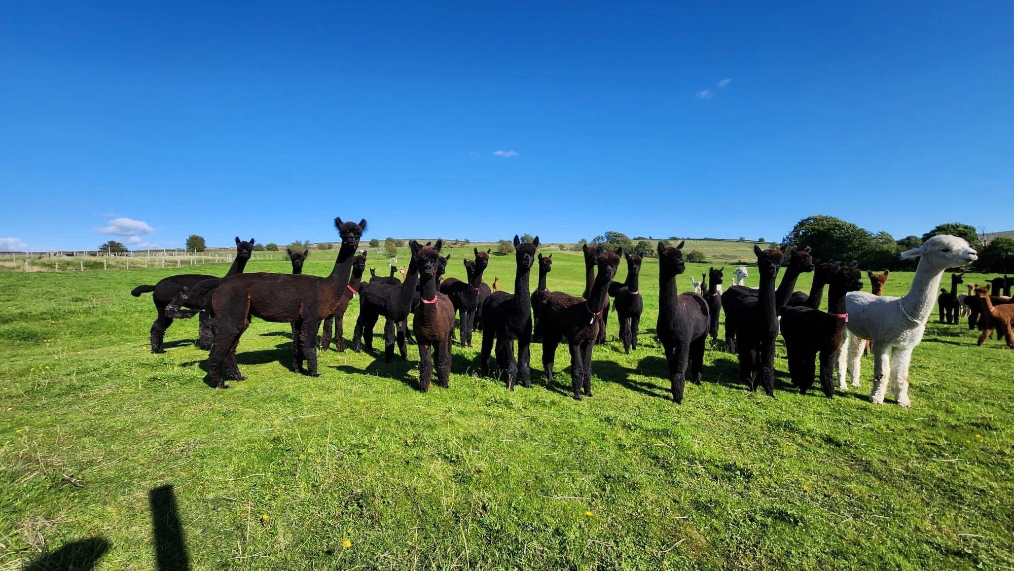 Where did alpacas come from?