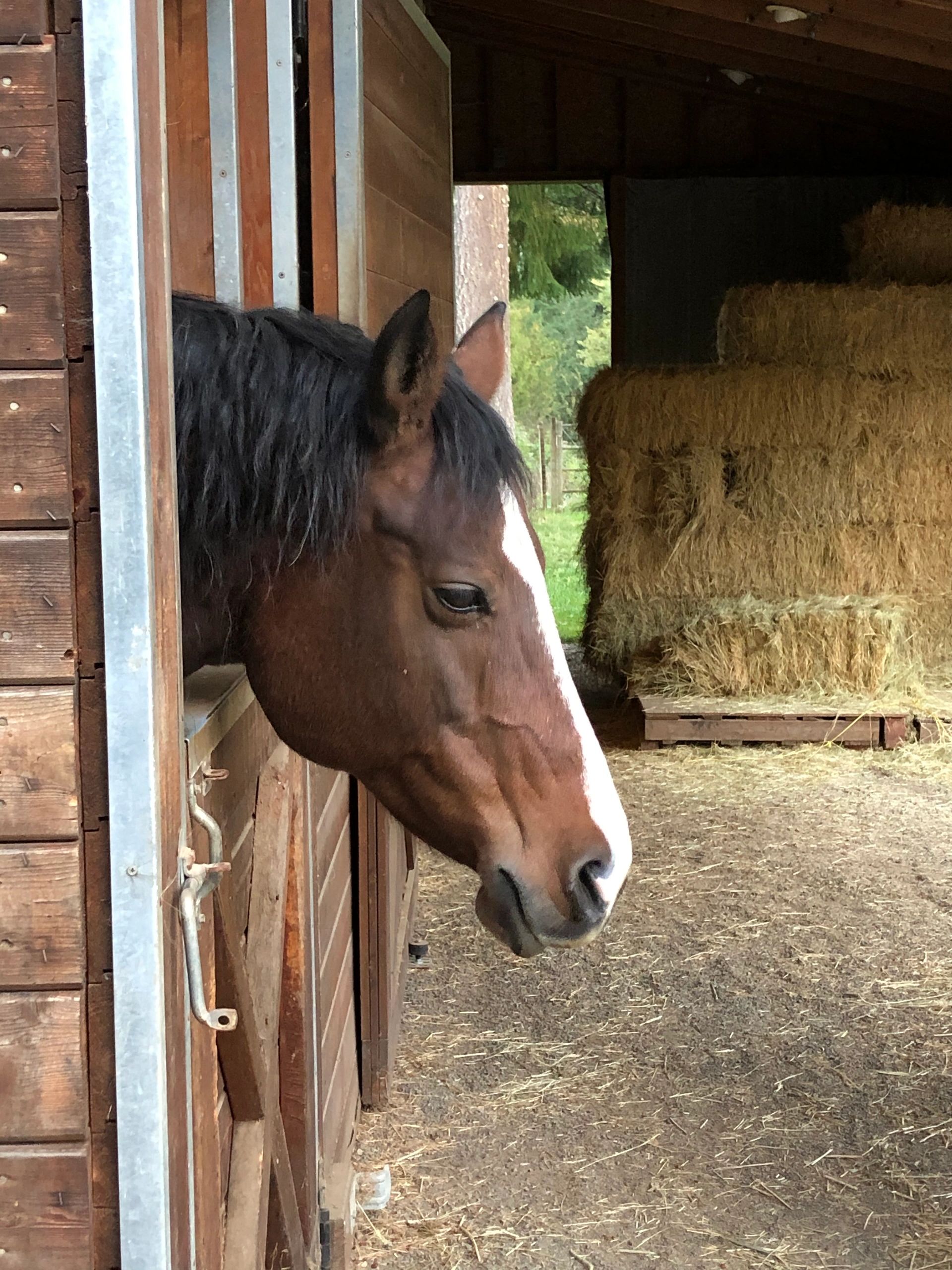 Embracing Your "Resting Mare Face"