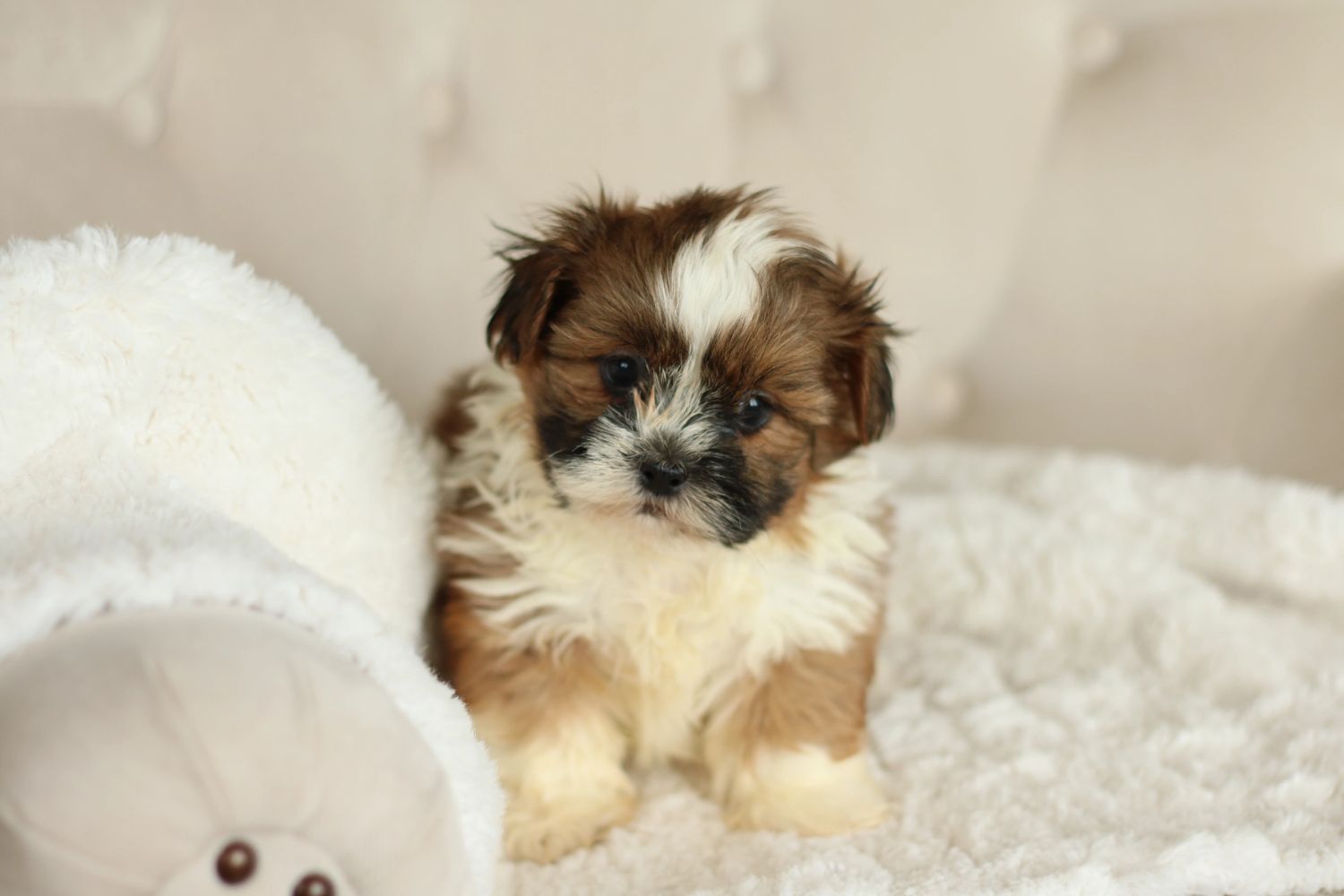 SmoochiePoochiePups