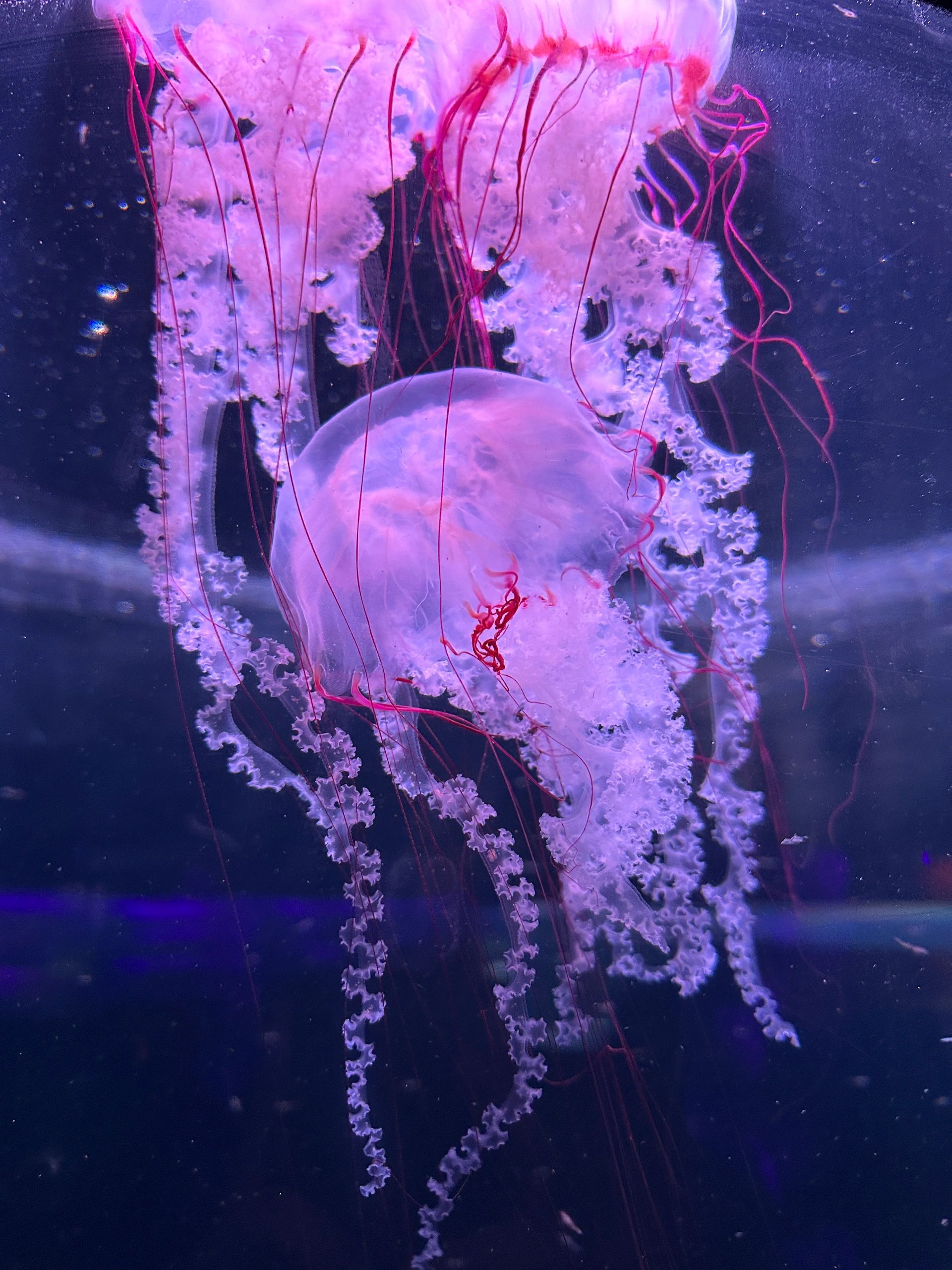 Apple's Client-Side Image Scanning