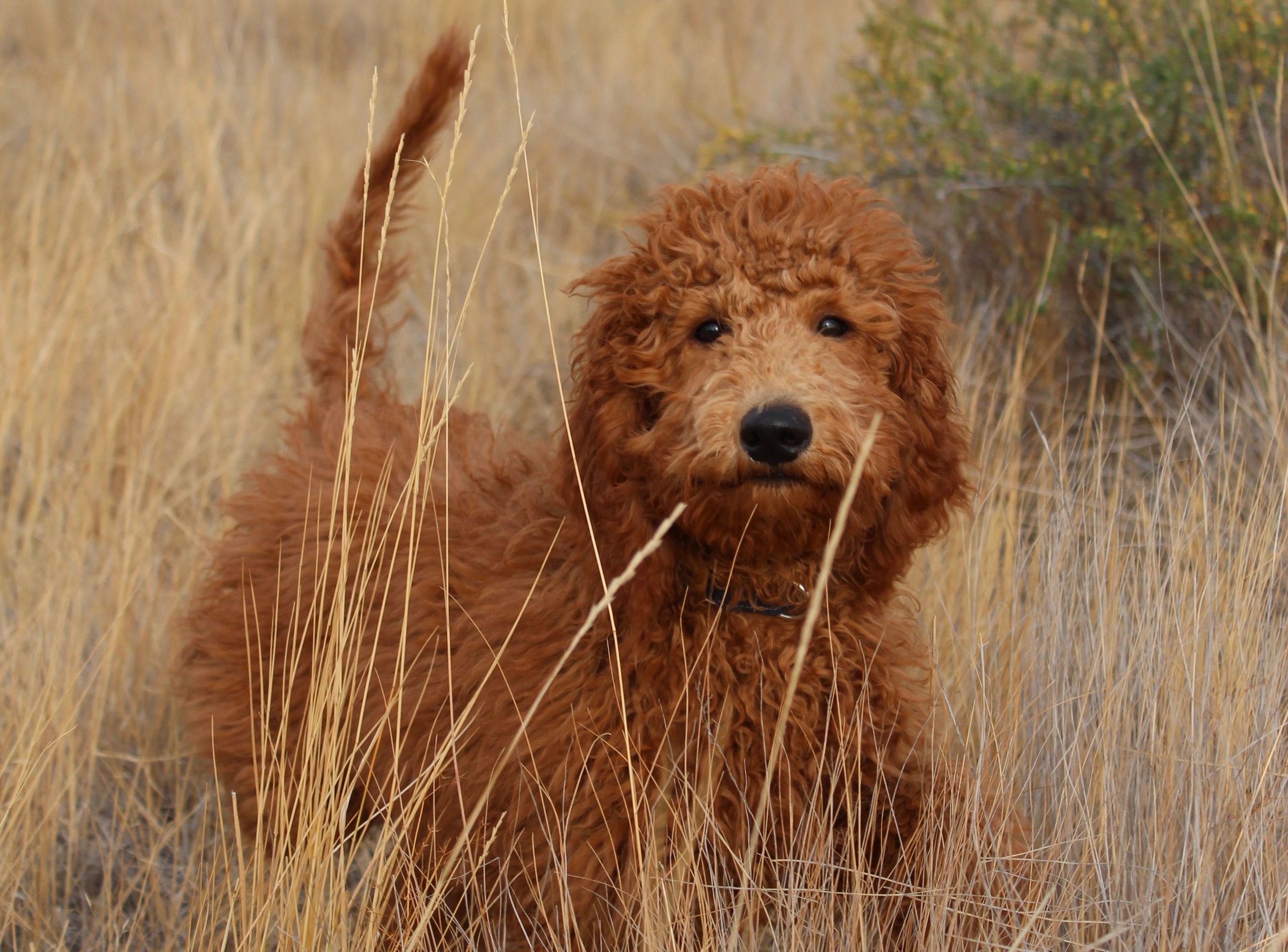Sunny Spur - Service Dog & Emotional Support Animal Training