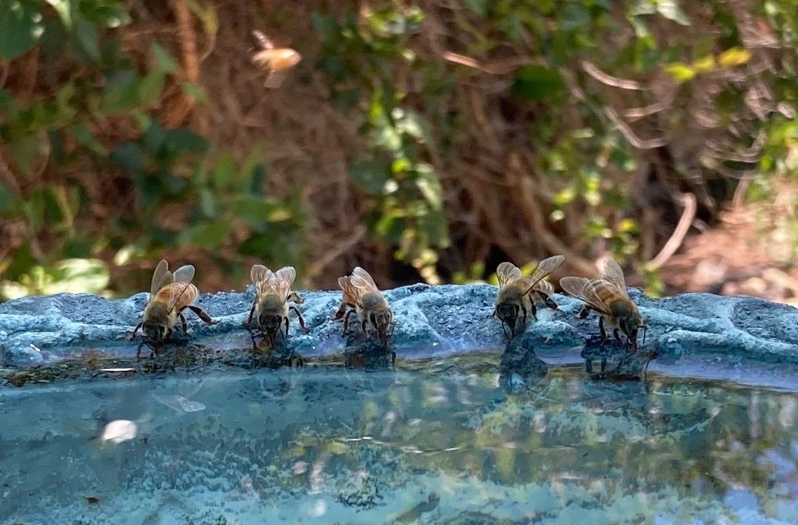 Help Save the Bees Foundation