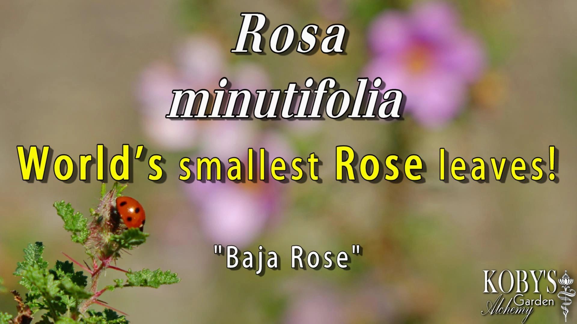 WORLD'S smallest ROSE leaves.