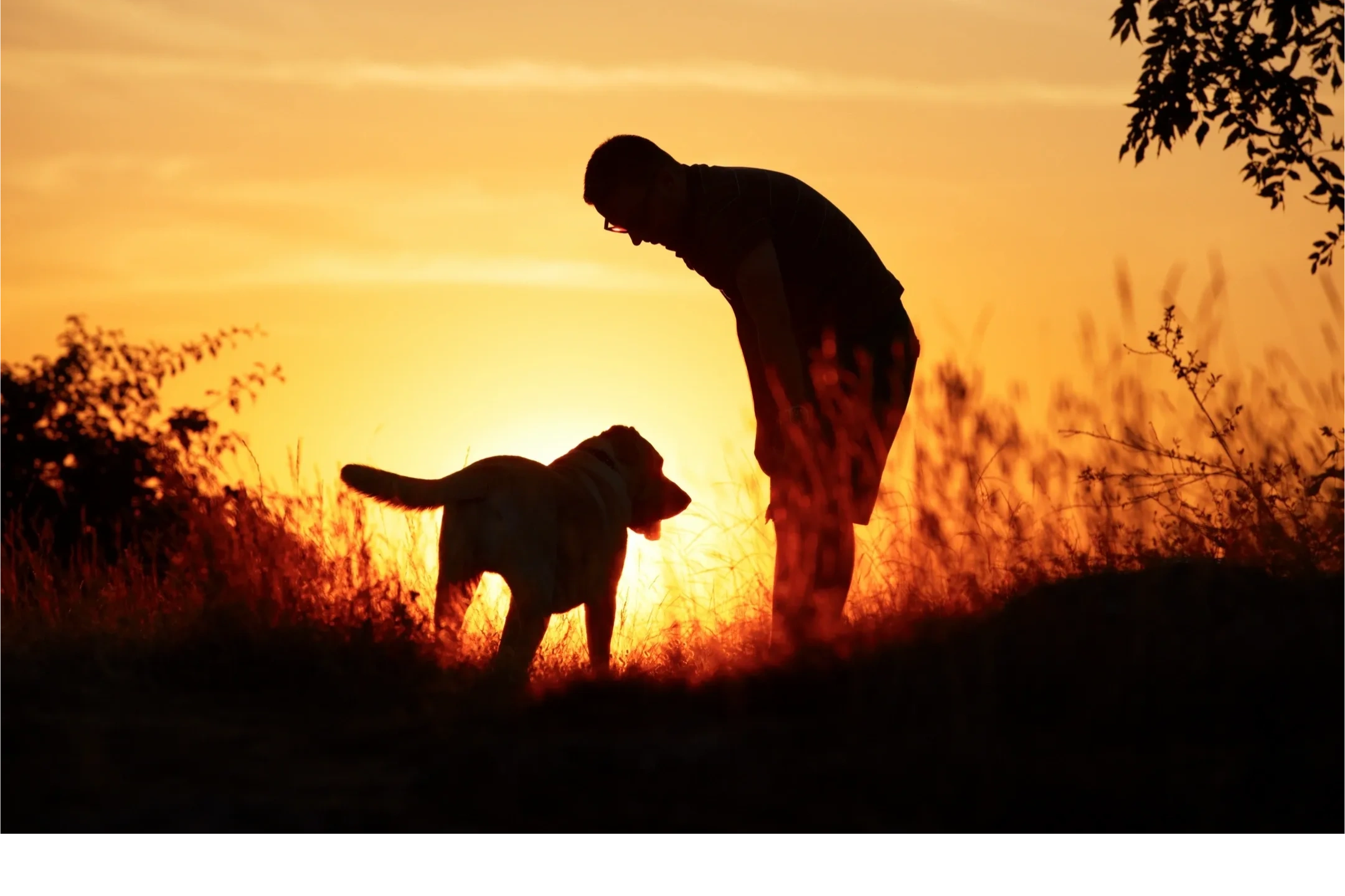 Mobile Dog Training Services | Pawsitive Approach