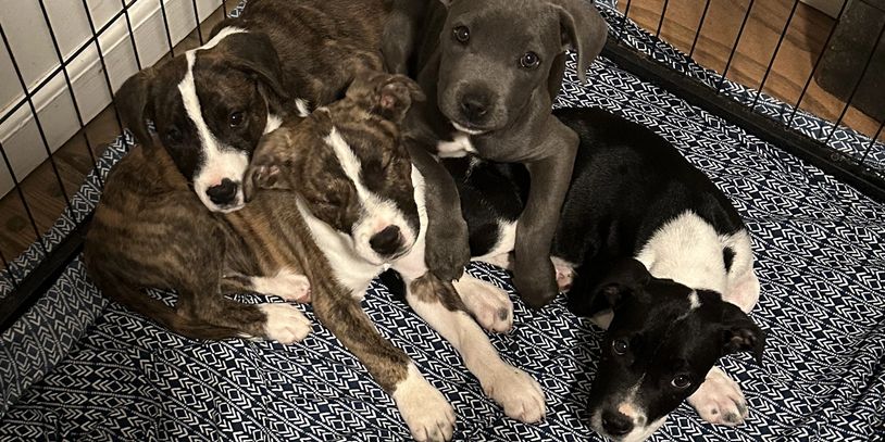 Adopt a Pet - Pawsitive Possibilities Rescue, Inc.