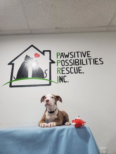 Pawsitive Possibilities Rescue, Inc.