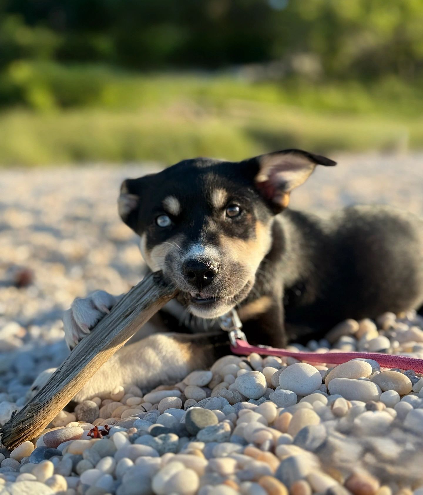 National Dog Walker Appreciation Day!