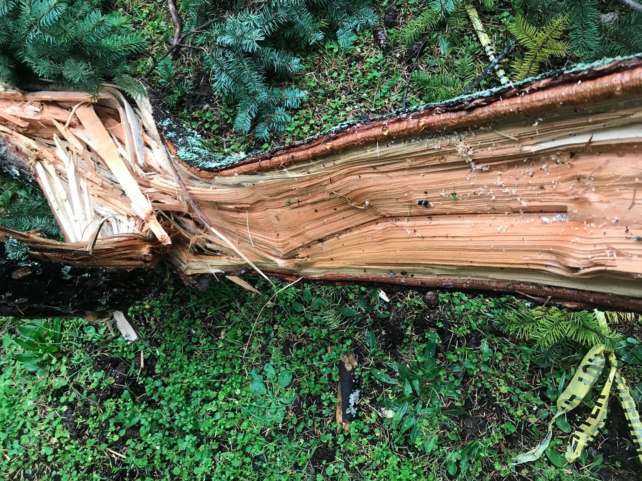 pnwtreefailuredb.com