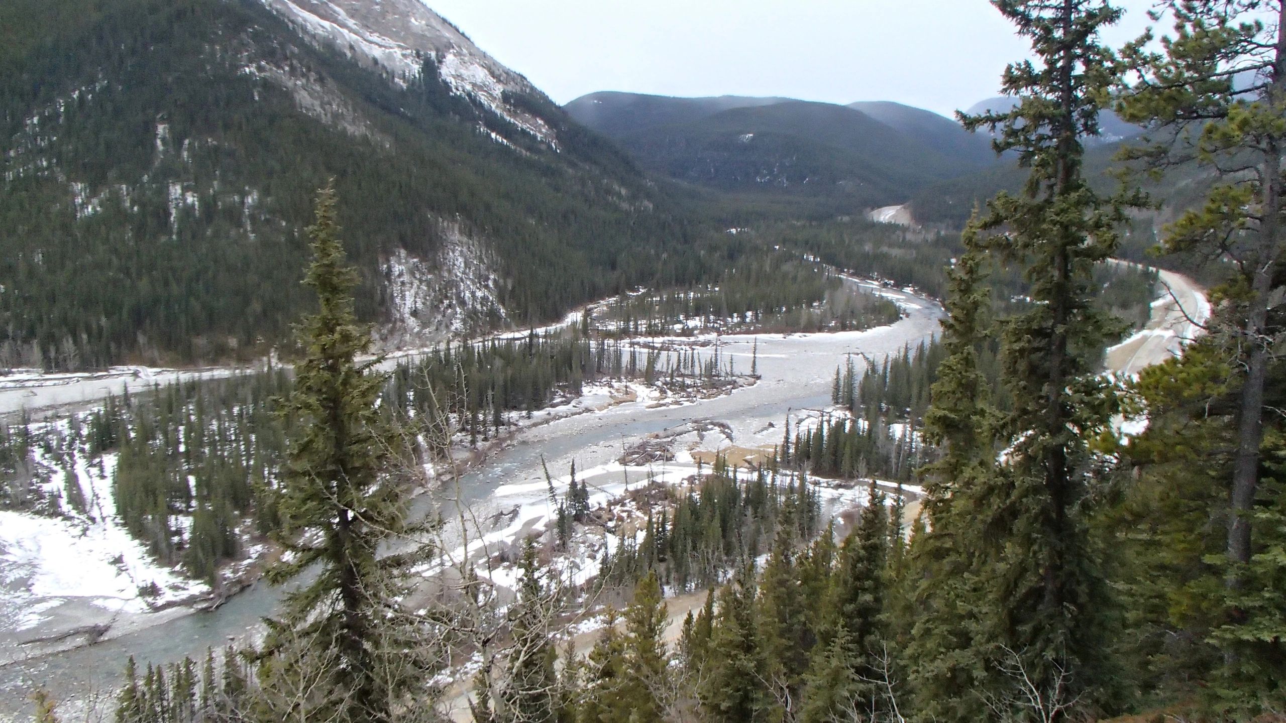 High Country Arborist Services Ltd. - Arborist, Tree Service