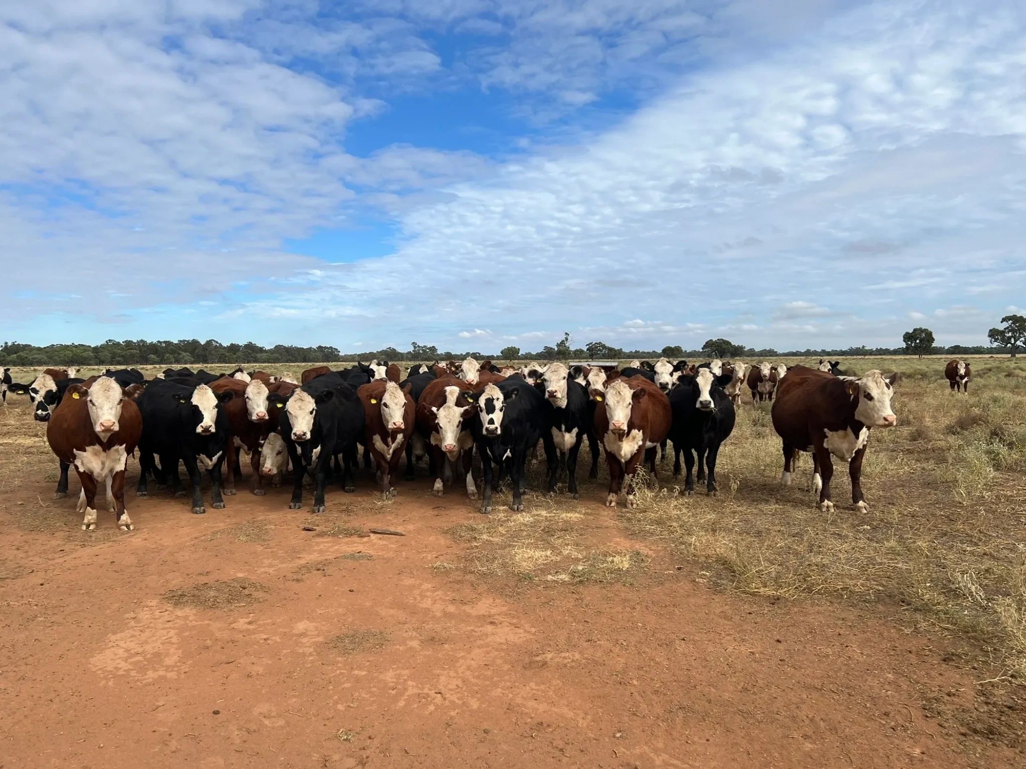Tuff Cattle Aus - Cattle Equipment, Livestock Handling Equipment