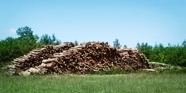 Logging, Tree Harvest - Miller Logging Inc. - Harrison, Michigan