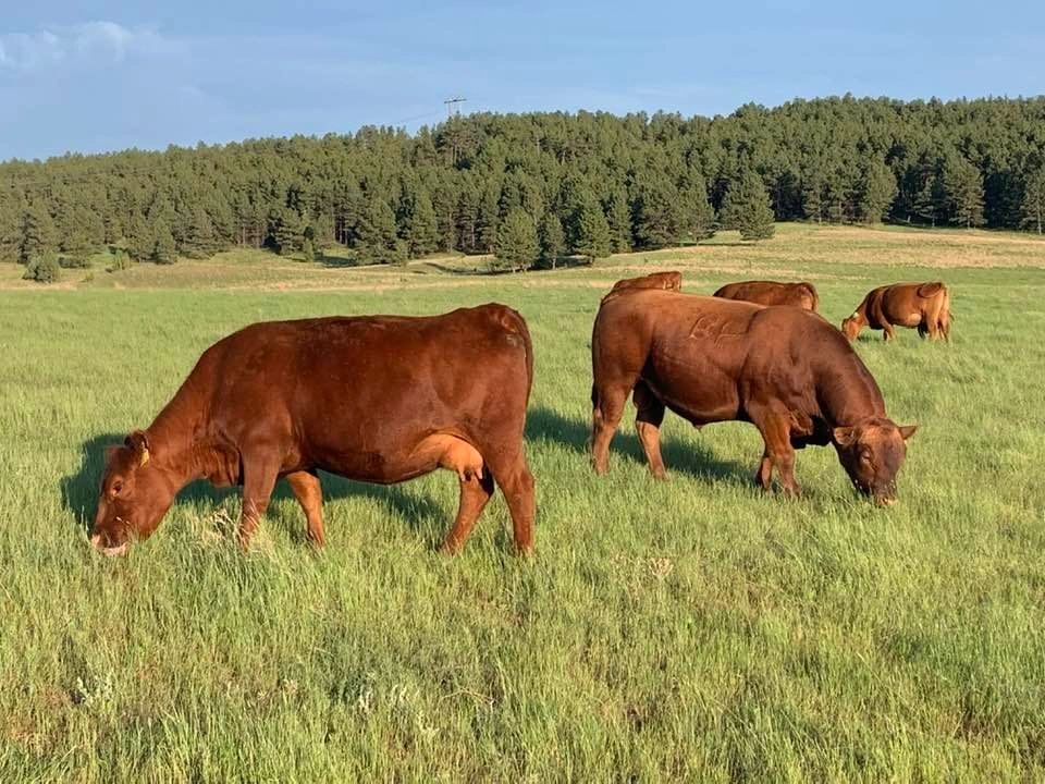B Lazy T Ranch Red Angus - Red Angus, Red Angus Bulls