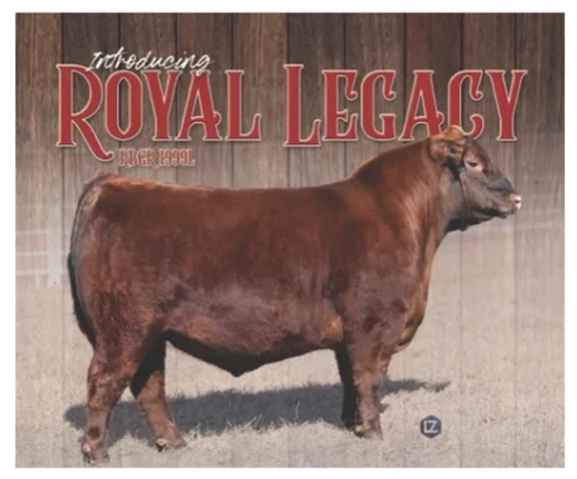 Red Angus Sires