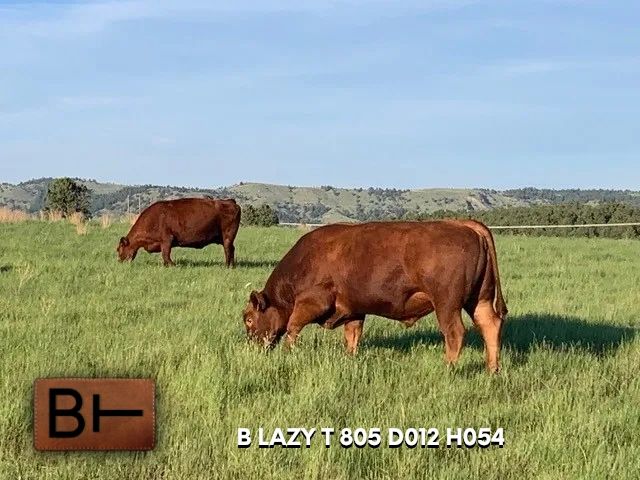 Red Angus Sires