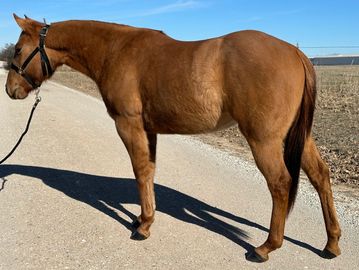 Horses For Sale