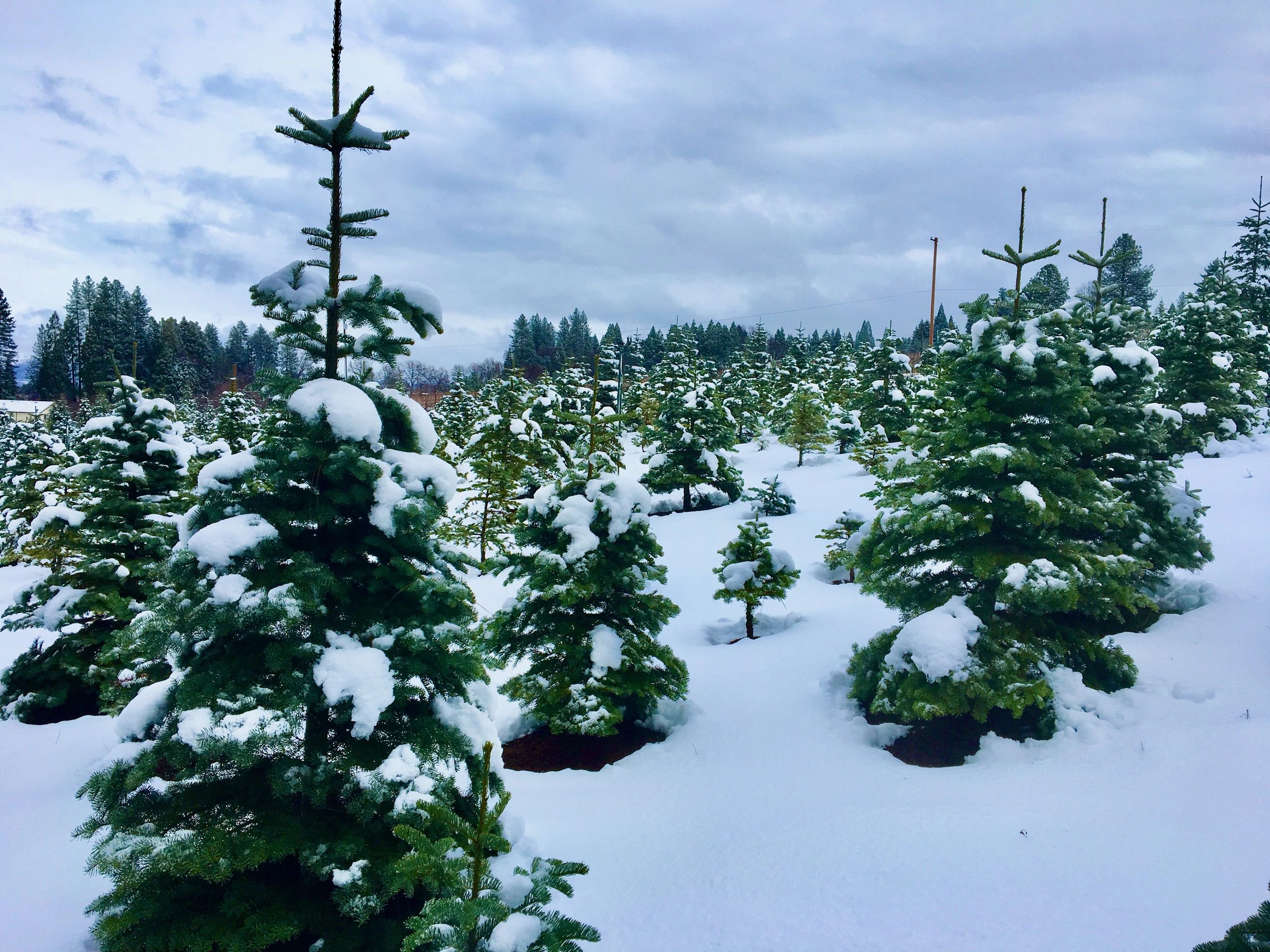 Rhodes Family Tree Farm