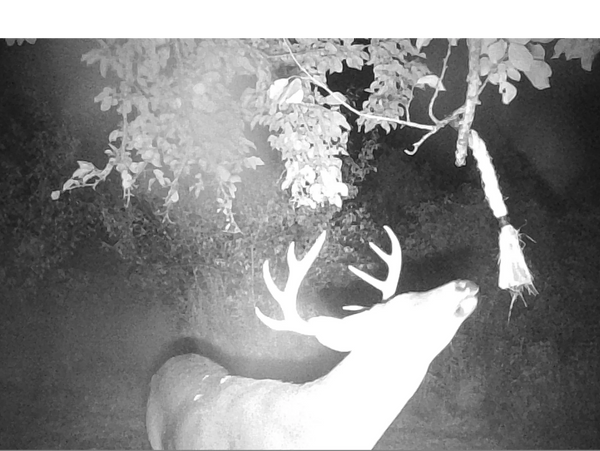 Advanced Hunting Solutions - Deer Hunting Scents, Mock Scrape Kit ... Advanced Hunting Solutions - Deer Hunting Scents, Mock Scrape Kit ...