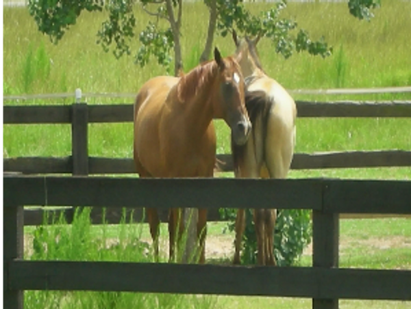 Horse Boarding Stables - Sherwood Sporthorses Equestrian Facility