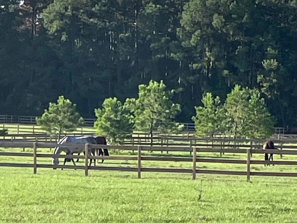 Horse Boarding Stables - Sherwood Sporthorses Equestrian Facility