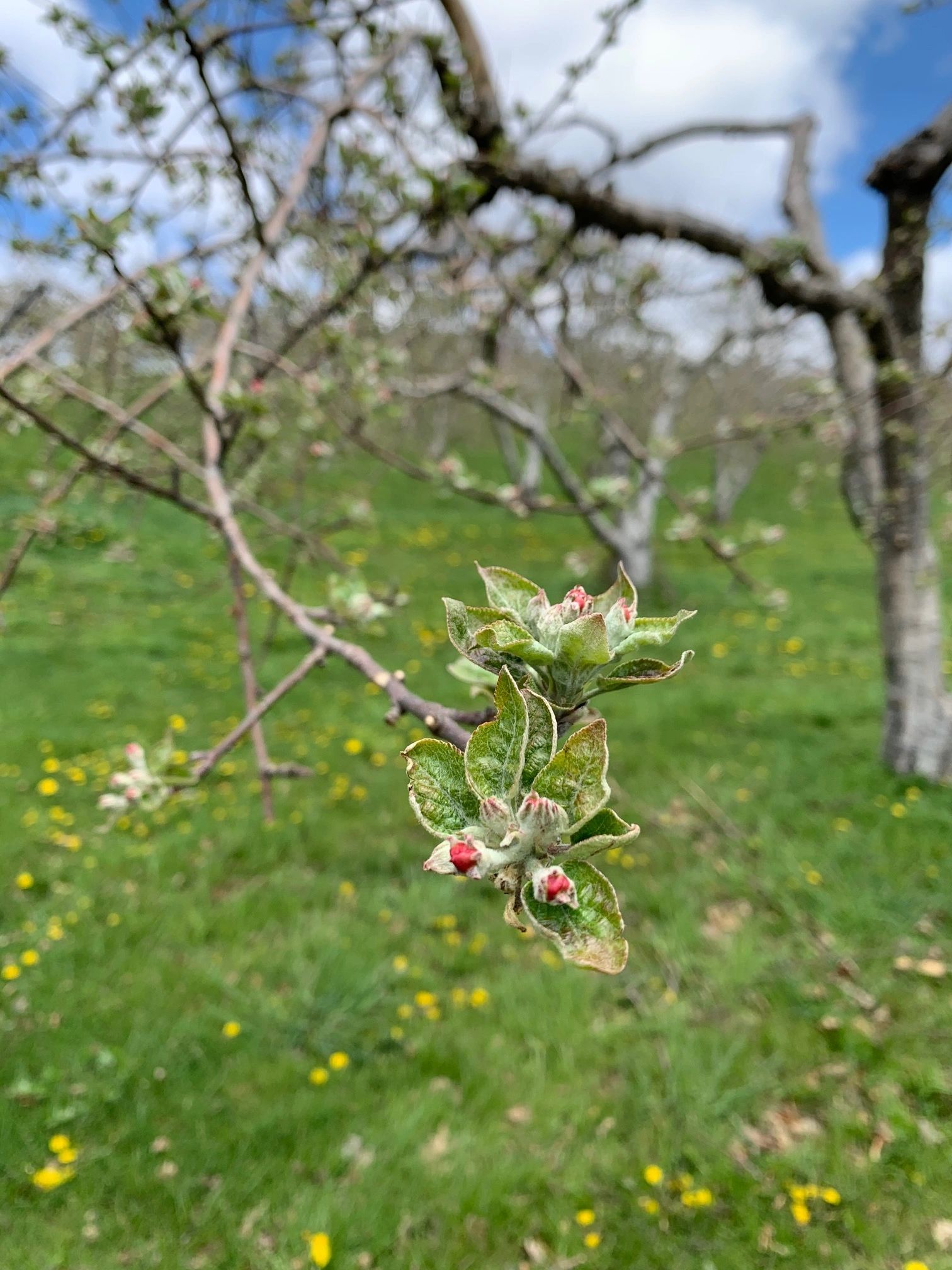 Harvest Moon Farm and Orchard