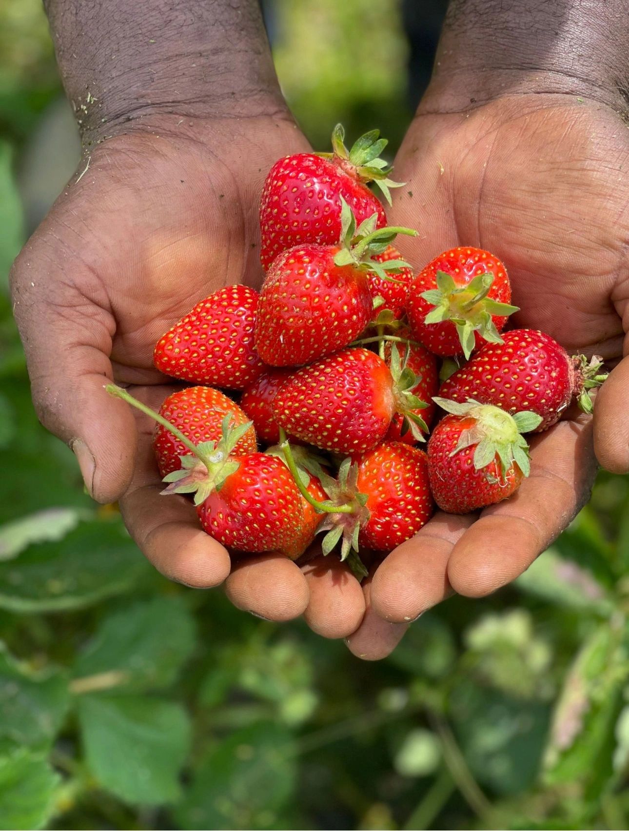 Harvest Moon Farm and Orchard