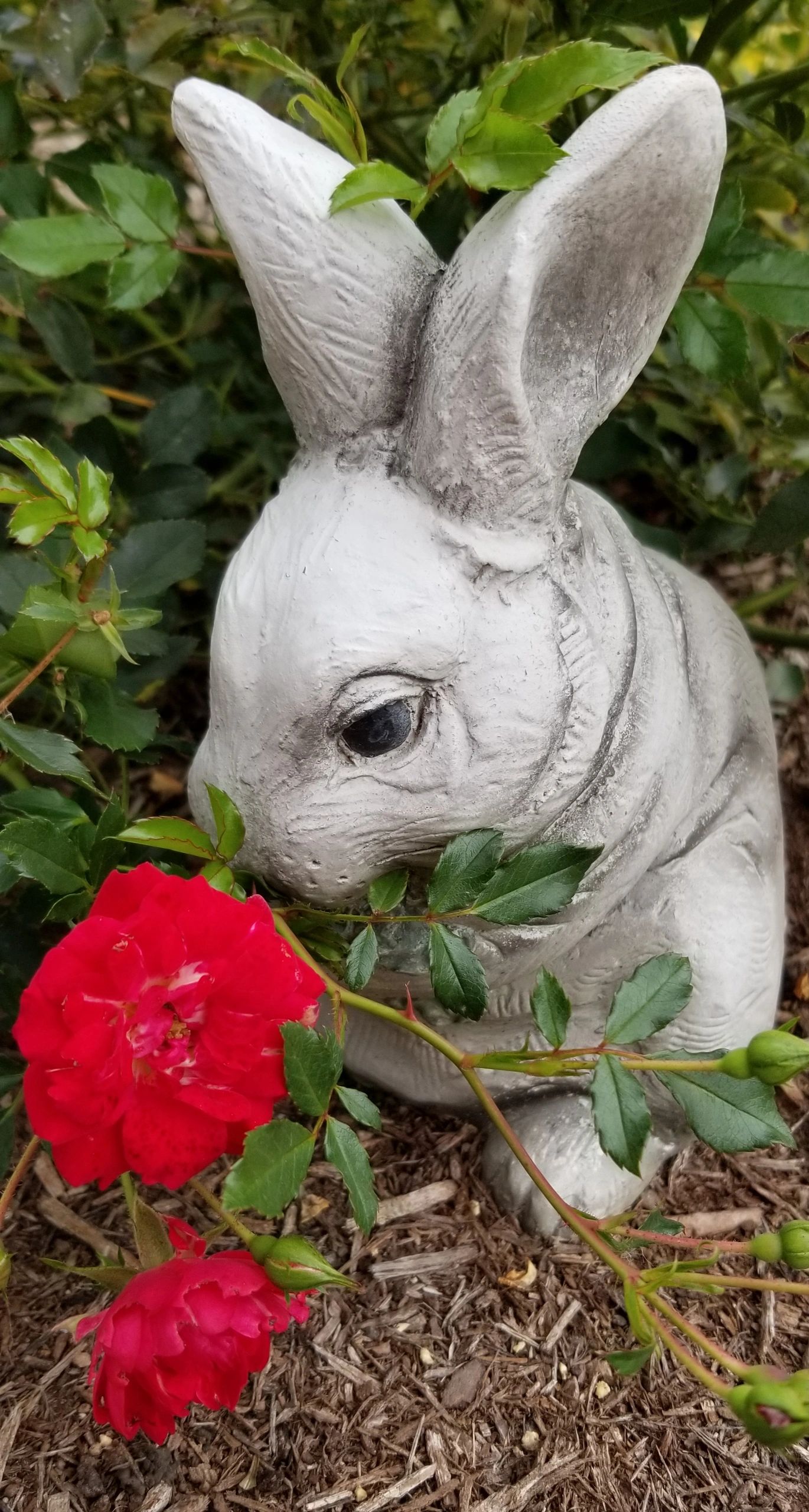 Bunnies in the Garden
