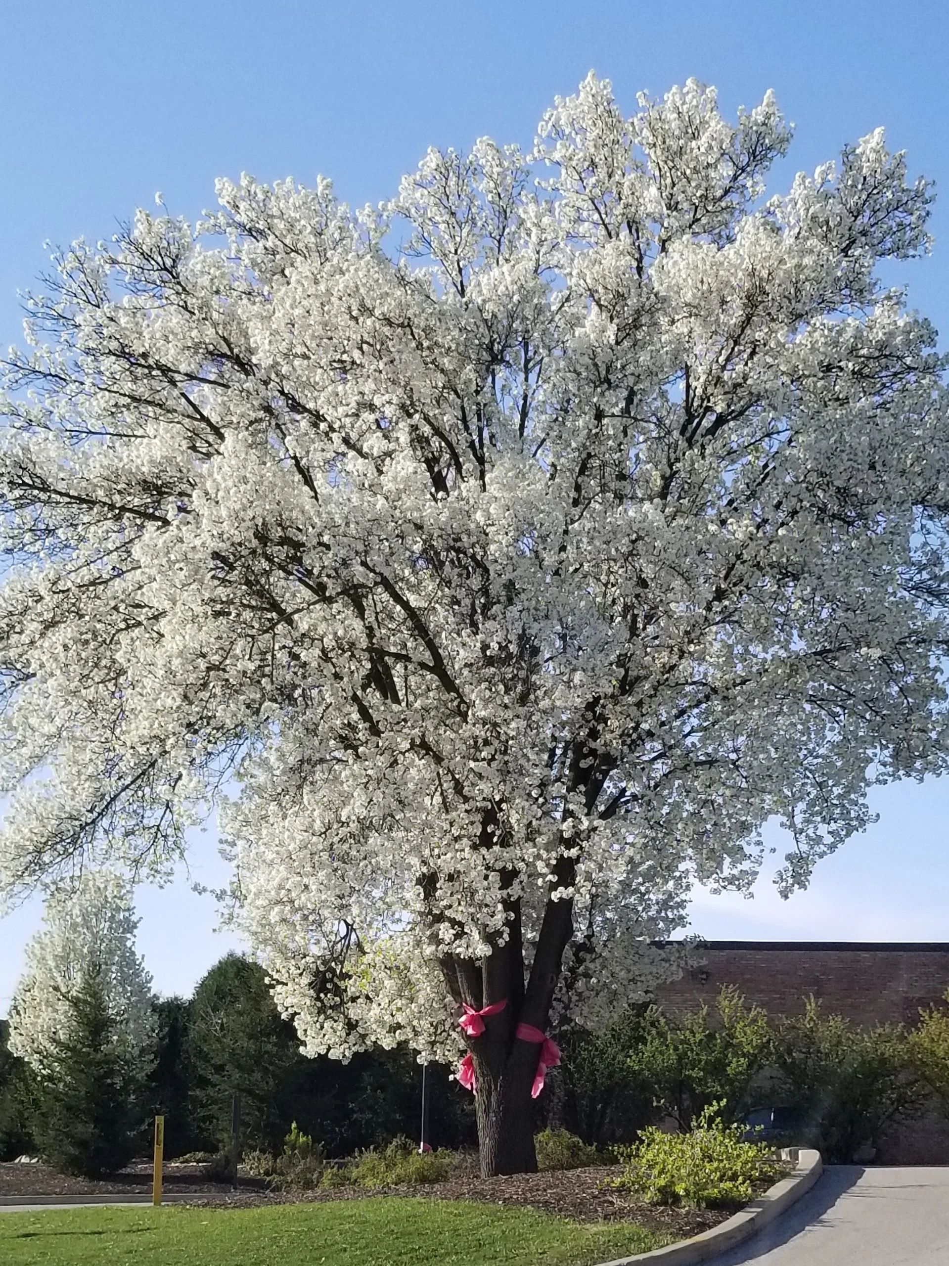 Beautiful Blooming Trees