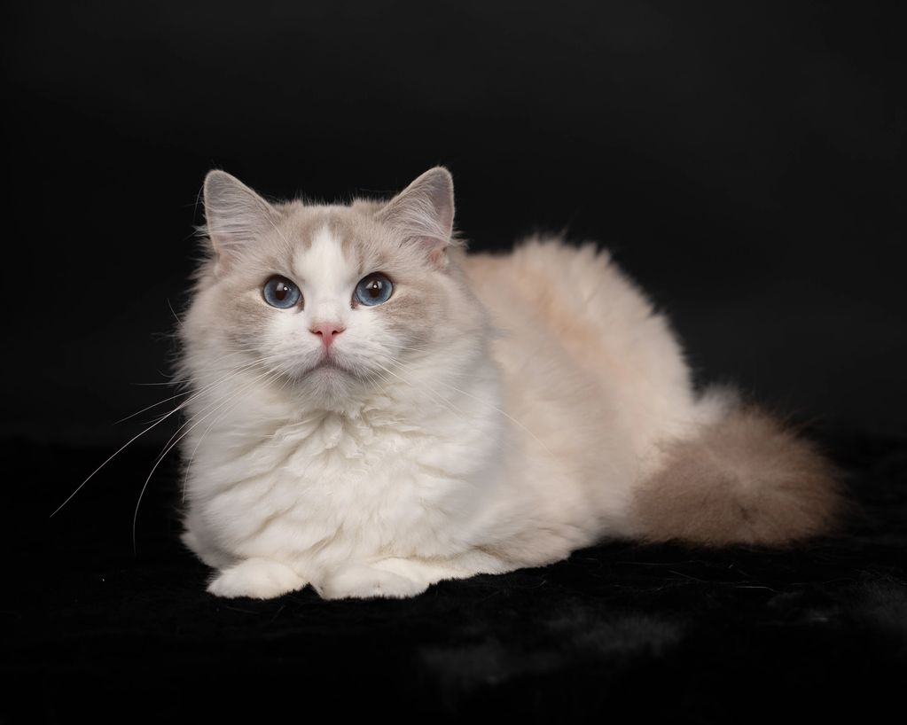 Queens | Aberlady Ragdolls