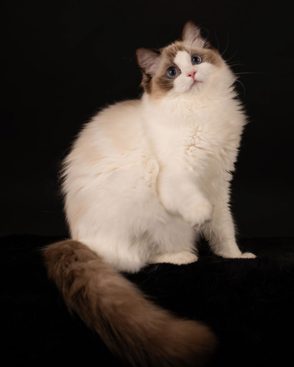 Princesses | Aberlady Ragdolls