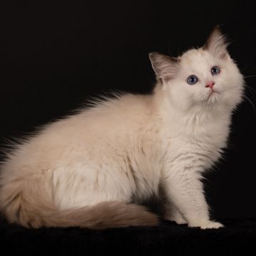 Available Kitten Details | Aberlady Ragdolls
