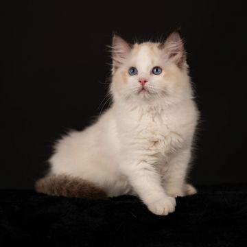 Available Kitten Details | Aberlady Ragdolls