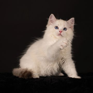 Available Kitten Details | Aberlady Ragdolls