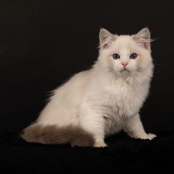 Available Kitten Details | Aberlady Ragdolls