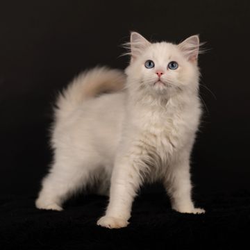 Available Kitten Details | Aberlady Ragdolls