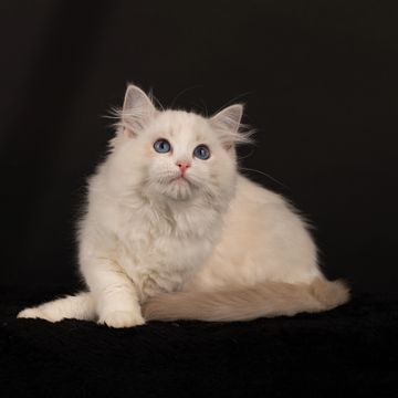Available Kitten Details | Aberlady Ragdolls