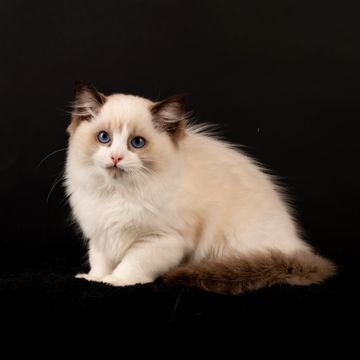 Available Kitten Details | Aberlady Ragdolls